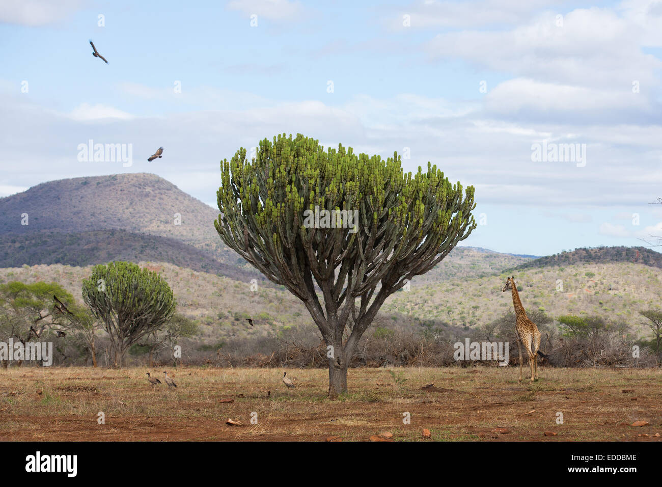 beautiful African scenery with wildlife Stock Photo - Alamy