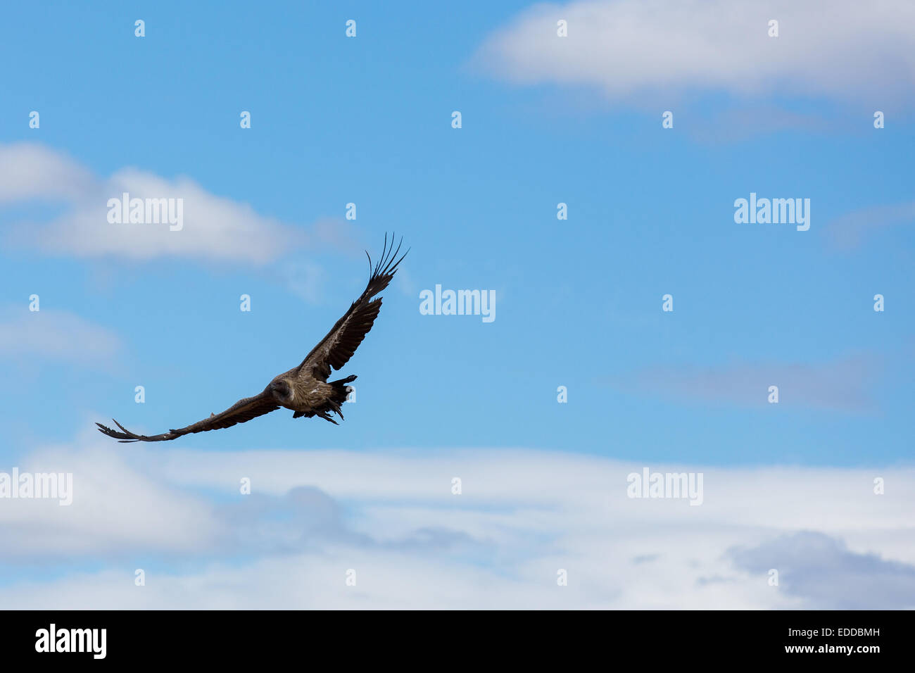 African vulture in flight, south Africa Stock Photo - Alamy