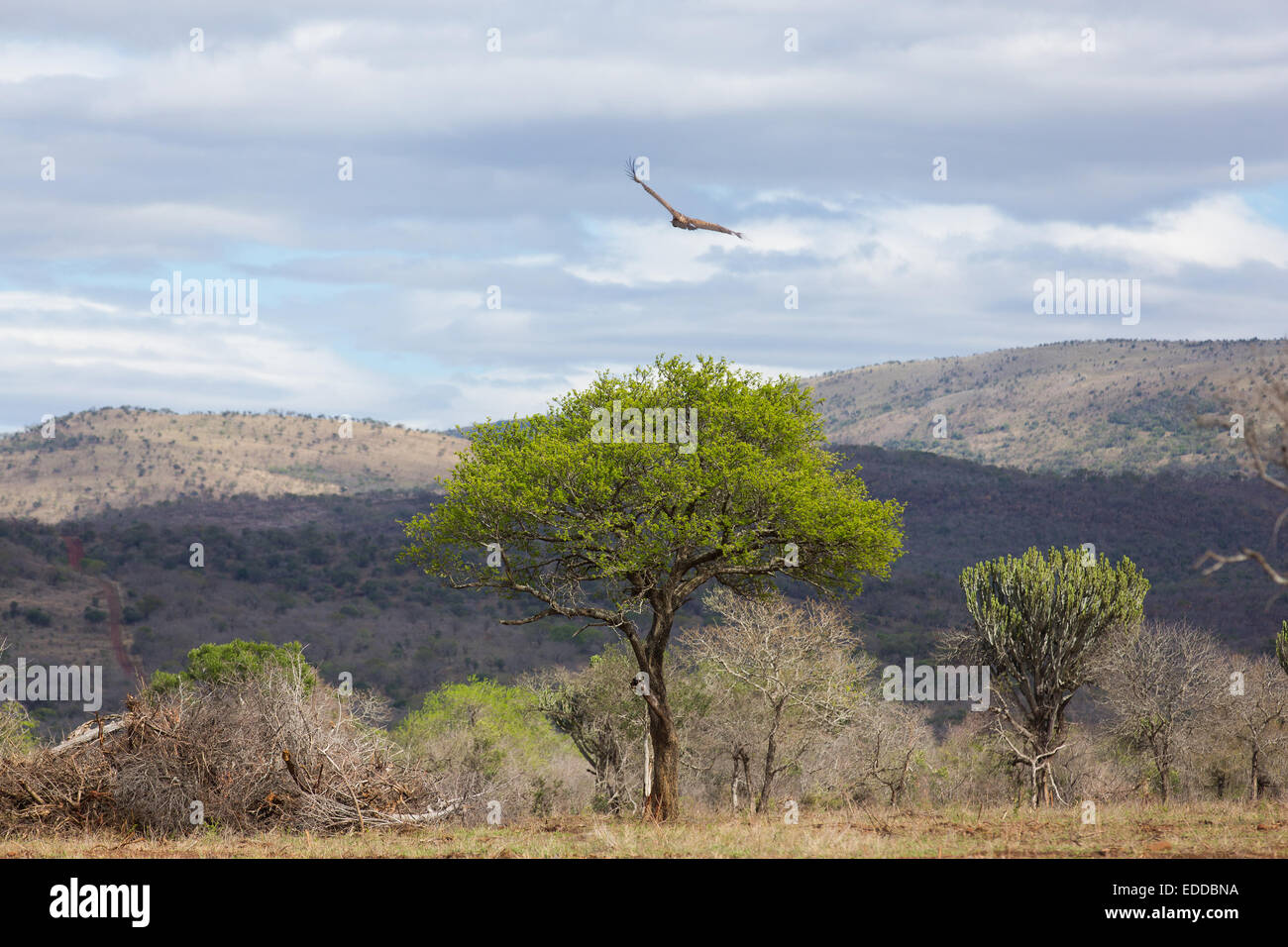 South african savannah mountains hi-res stock photography and images ...