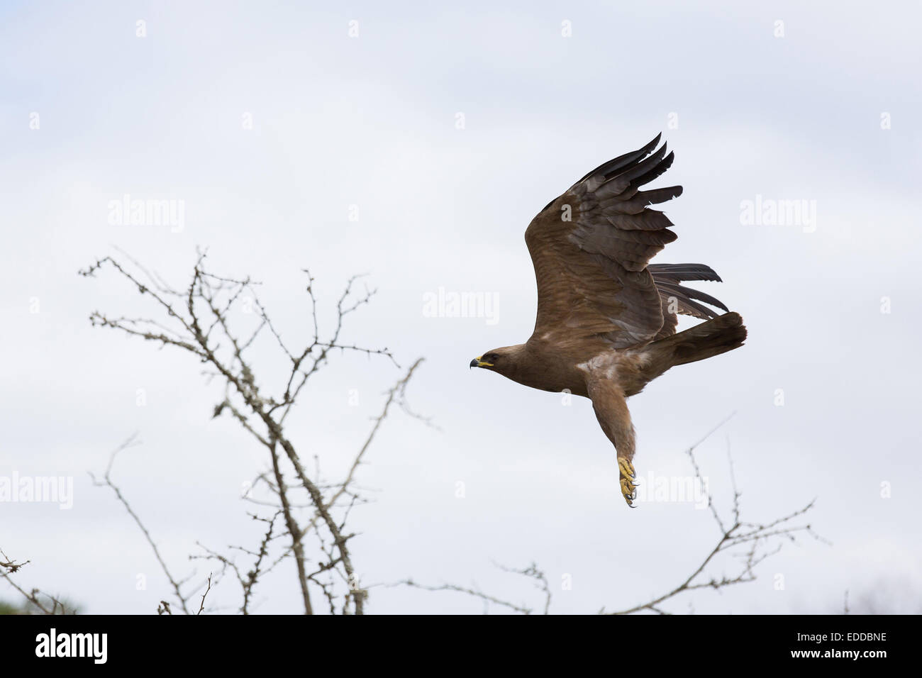 African hawk eagle hi-res stock photography and images - Alamy