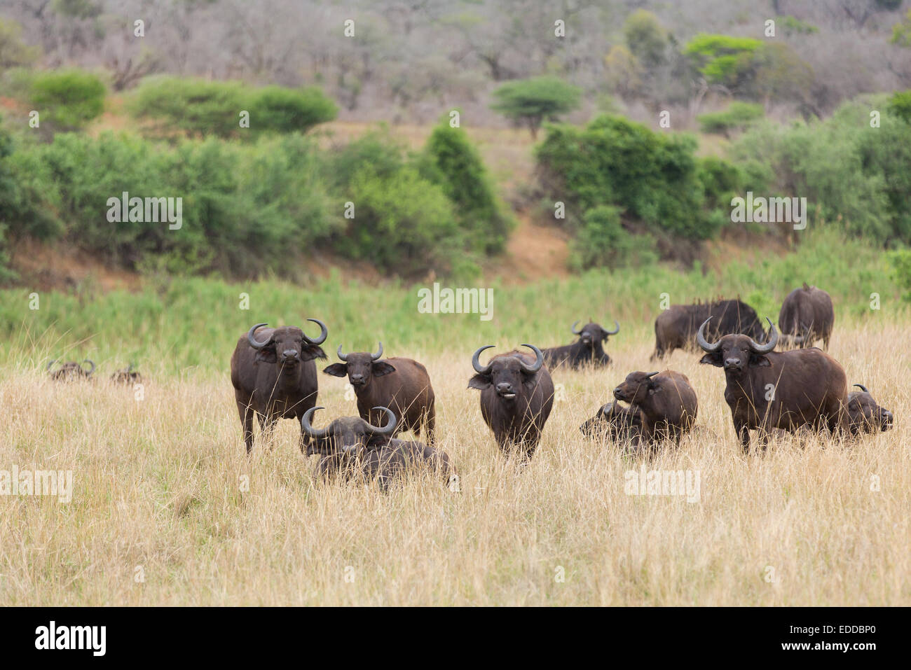 buffalo herd in southern African bush Stock Photo - Alamy