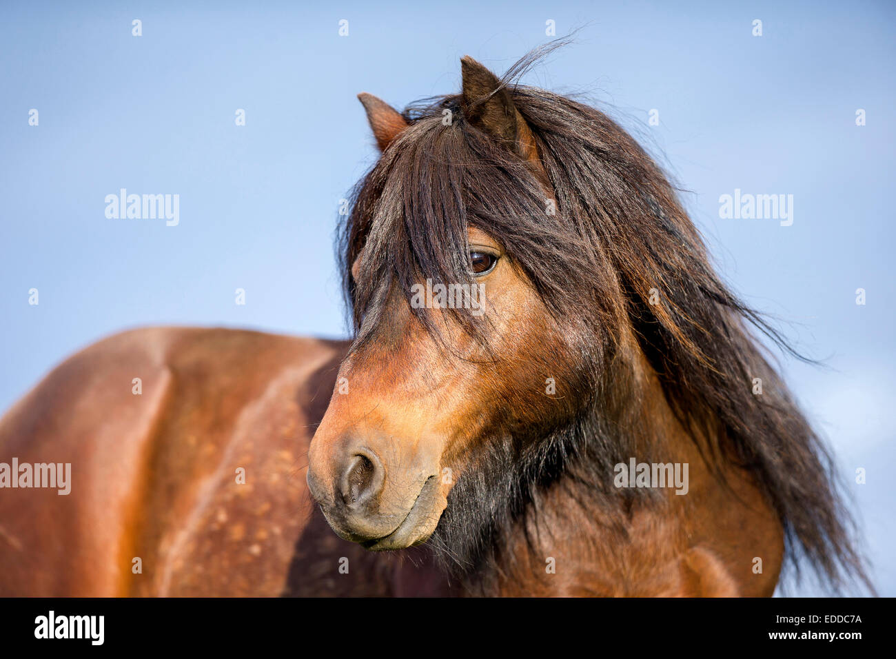 Shetland Pony Portrait bay stallion Unst Shetlands Stock Photo - Alamy