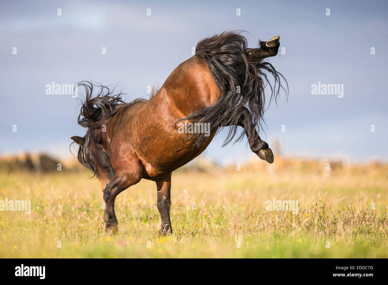 Shetland Pony Bay stallion kicking pasture Unst Shetlands Stock Photo ...
