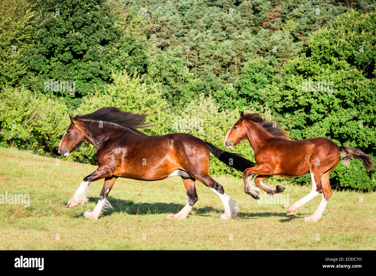 Shire Horse Bay mare foal galloping pasture Germany Stock Photo - Alamy