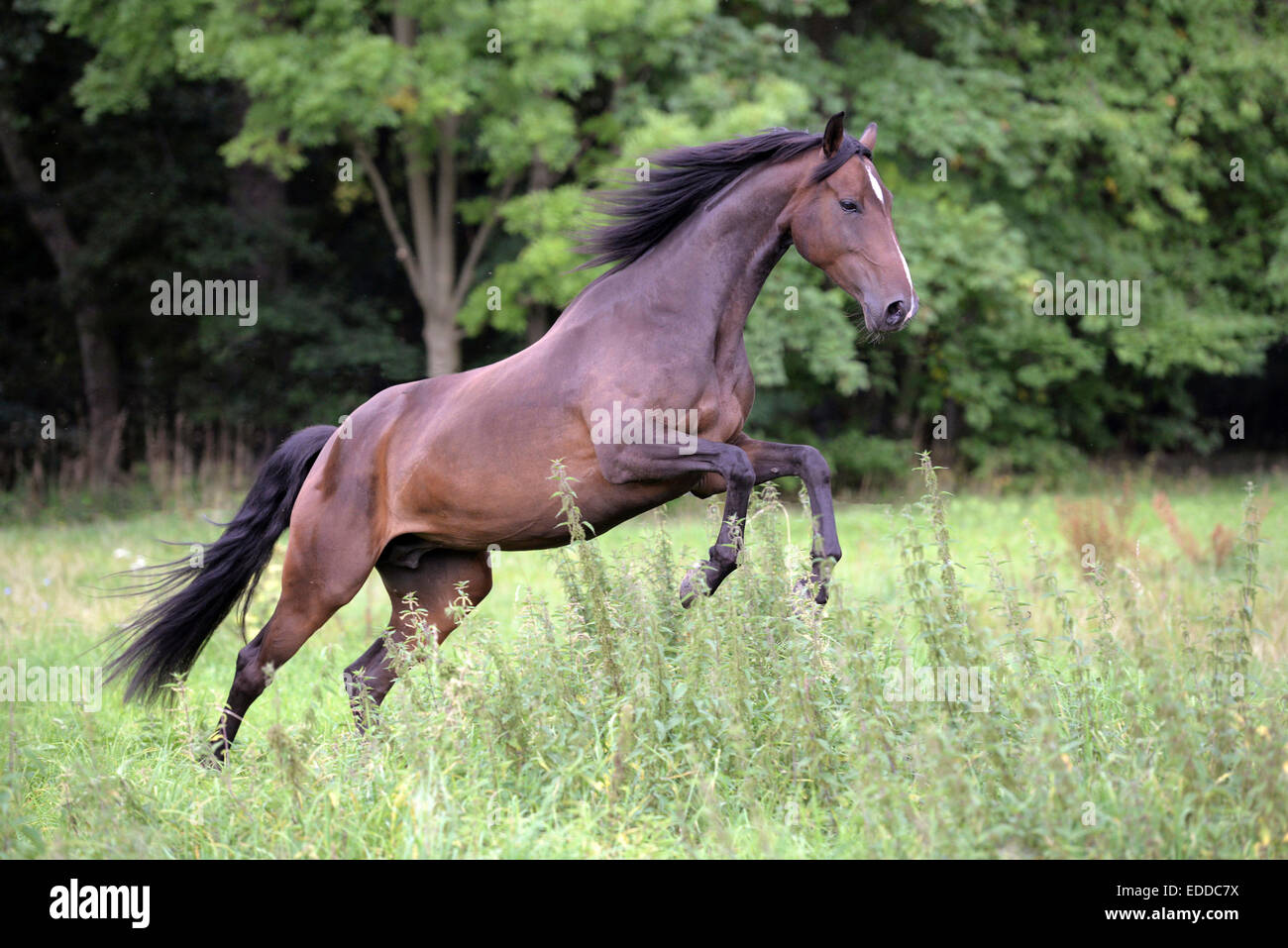 Hanoverian Horse Bay mare galloping pasture Germany Stock Photo - Alamy