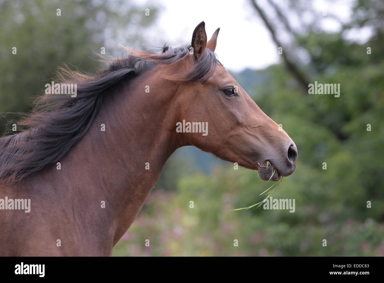 Morgan Horse Portrait of bay mare Germany Stock Photo - Alamy