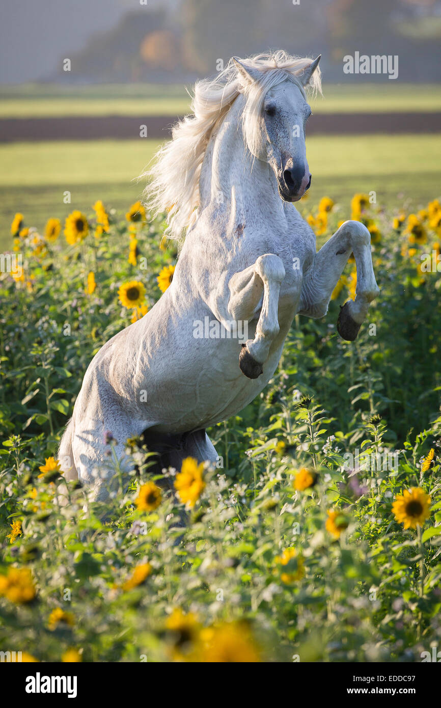 Alter Real Gray stallion Hexeno rearing sunflowers Germany Stock Photo ...