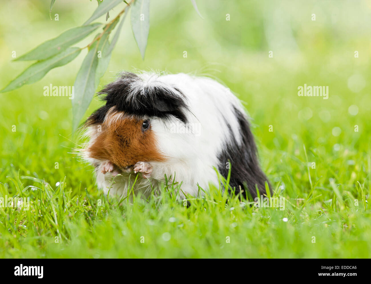 Long-haired Abyssinian Guinea Pig Cavie Tricoloured adult male grass ...