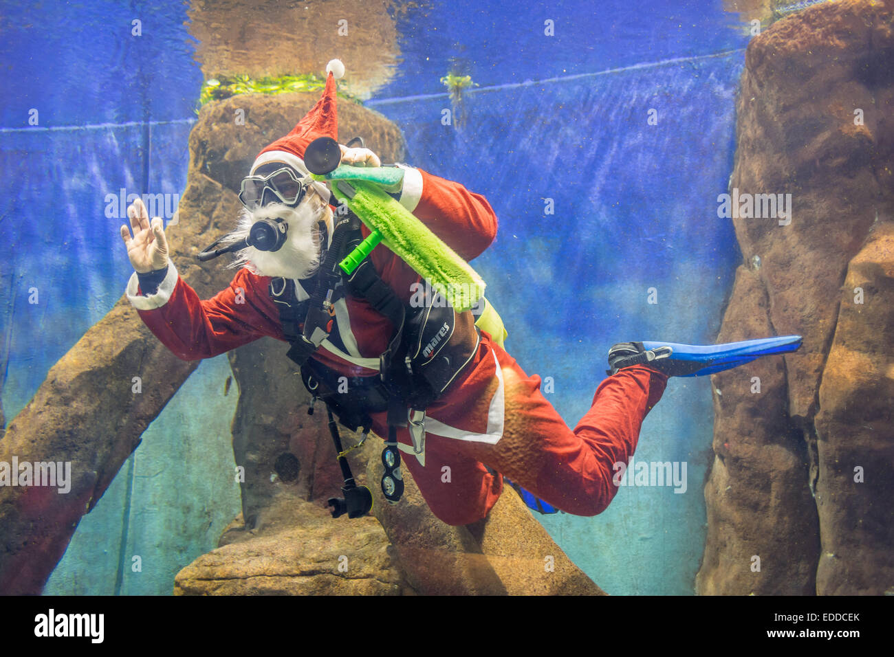 Diver at aquarium hi-res stock photography and images - Alamy