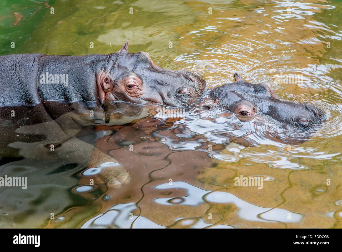 Copulating hippos hippo Stock Photo - Alamy