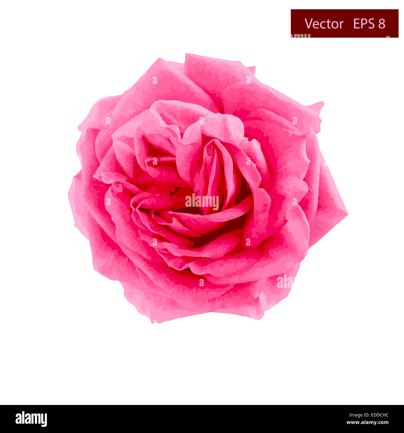 Rose colors Cut Out Stock Images & Pictures - Alamy