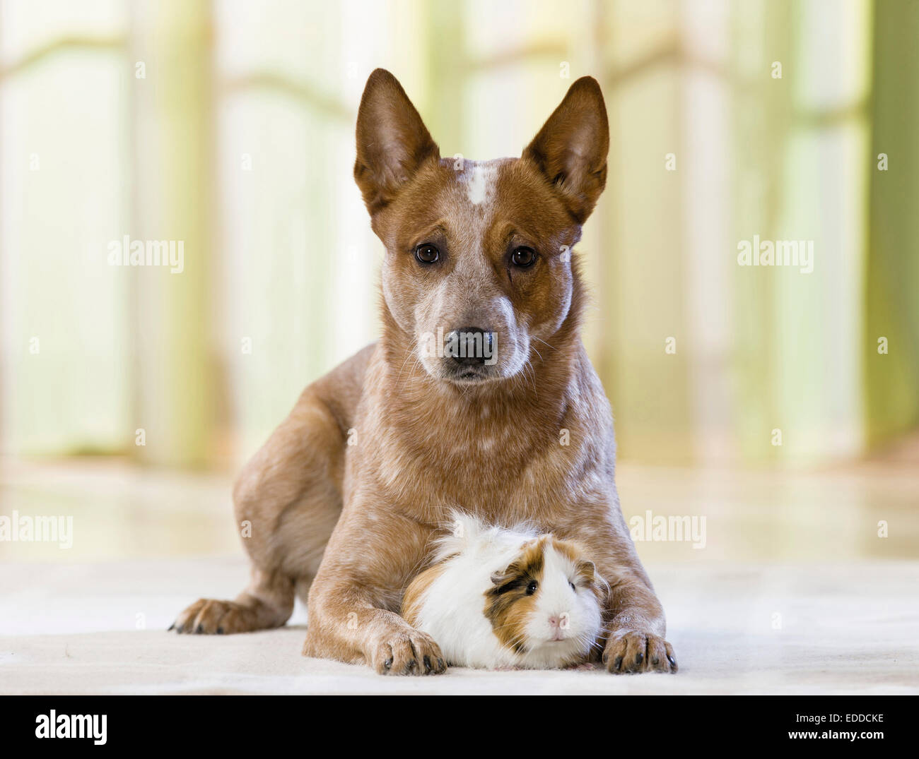 Abyssinian dog hi-res stock photography and images - Alamy