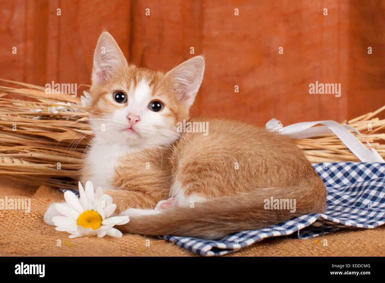 Domestic cat Red tabby kitten white markings lying next flowers wheat ...