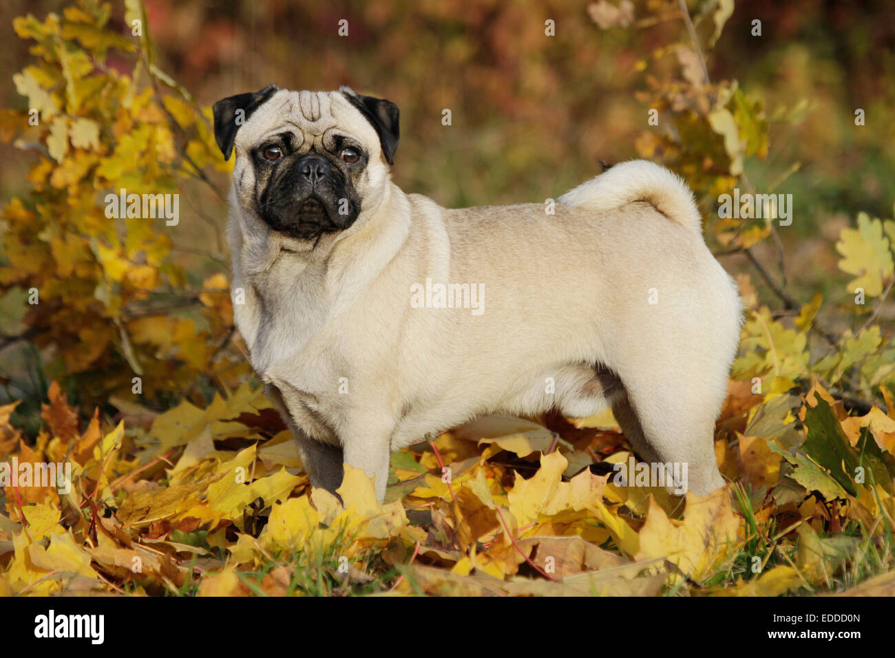 Pug standing autumn leaves Germany Stock Photo - Alamy