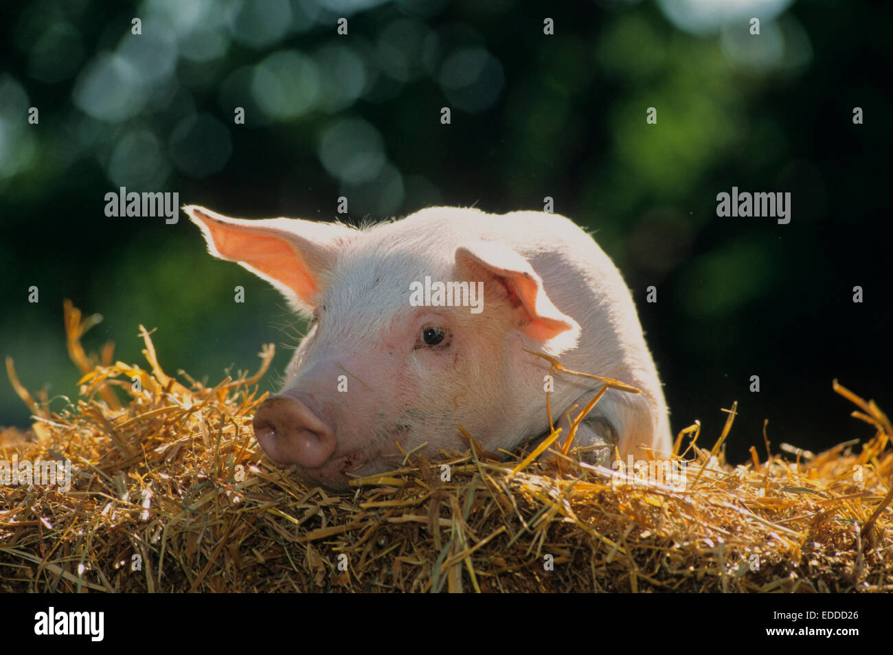 Domestic Pig Piglet lying straw Germany Stock Photo - Alamy
