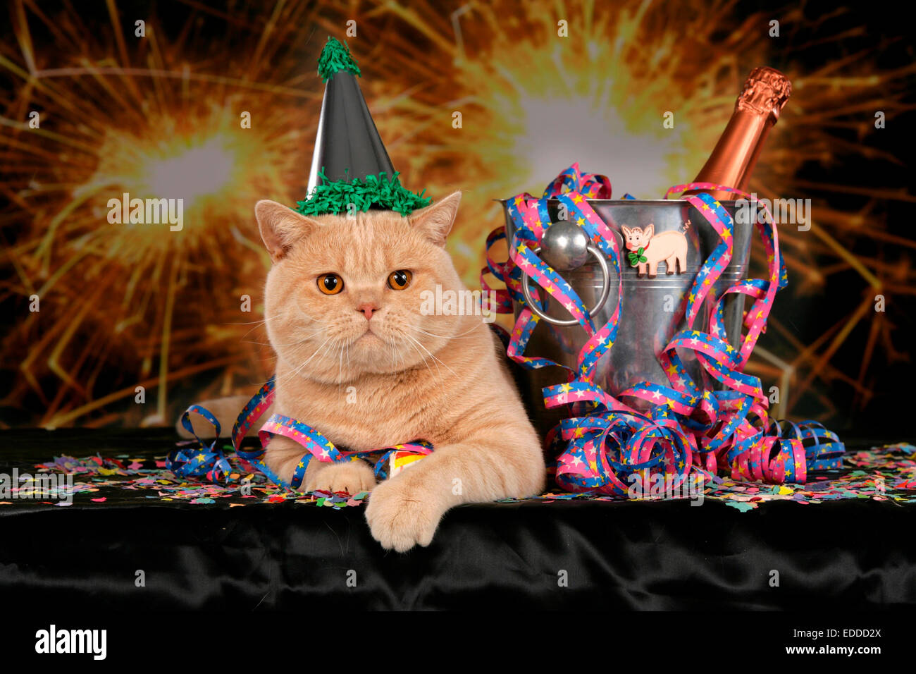British Shorthair Kitten hat next champagne cooler fireworks background ...