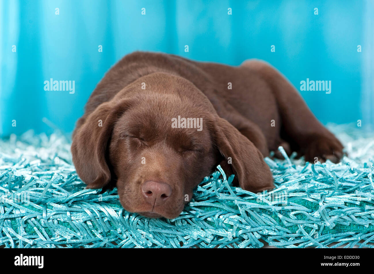 Baby lab behavior hi-res stock photography and images - Alamy