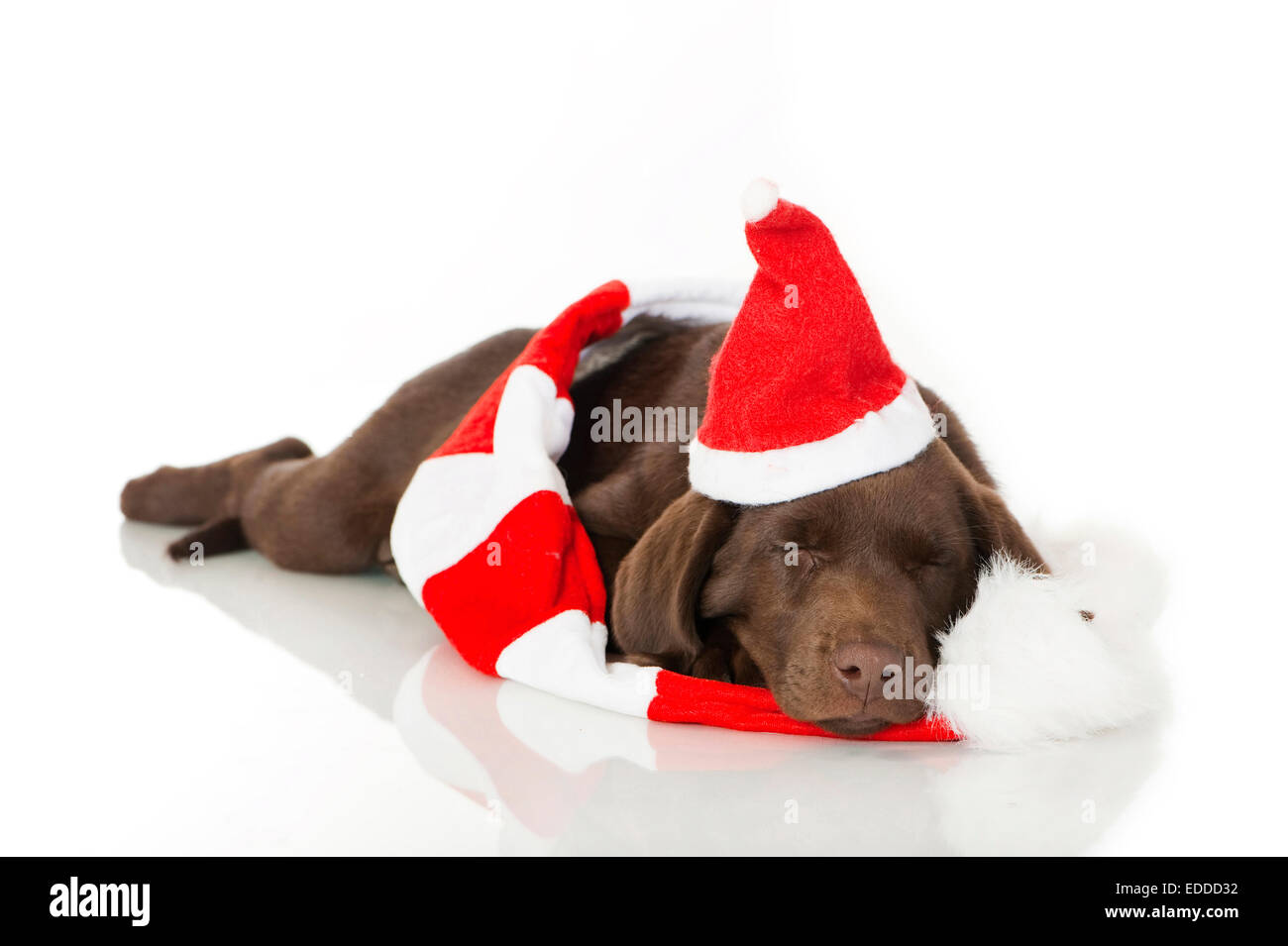 Labrador Retriever Chocolate puppy dressed as Santa Claus sleeping ...