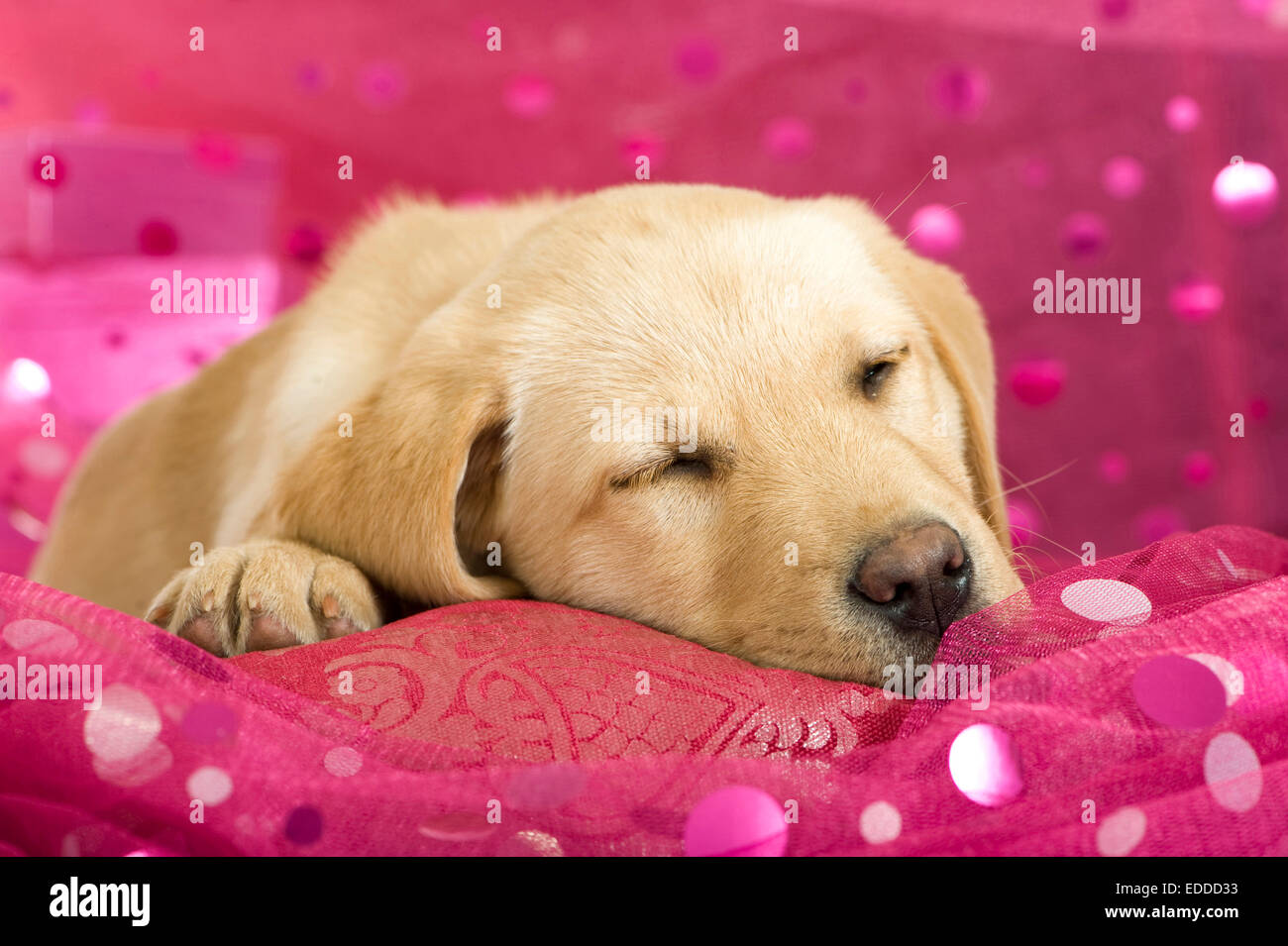 Labrador Retriever Puppy sleeping pink blanket Stock Photo - Alamy