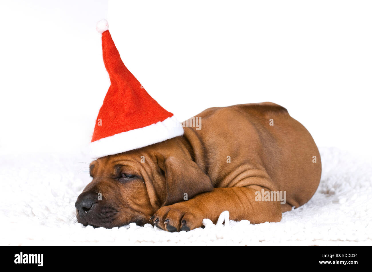 Rhodesian Ridgeback Puppy dressed as Santa Claus sleeping artificial ...