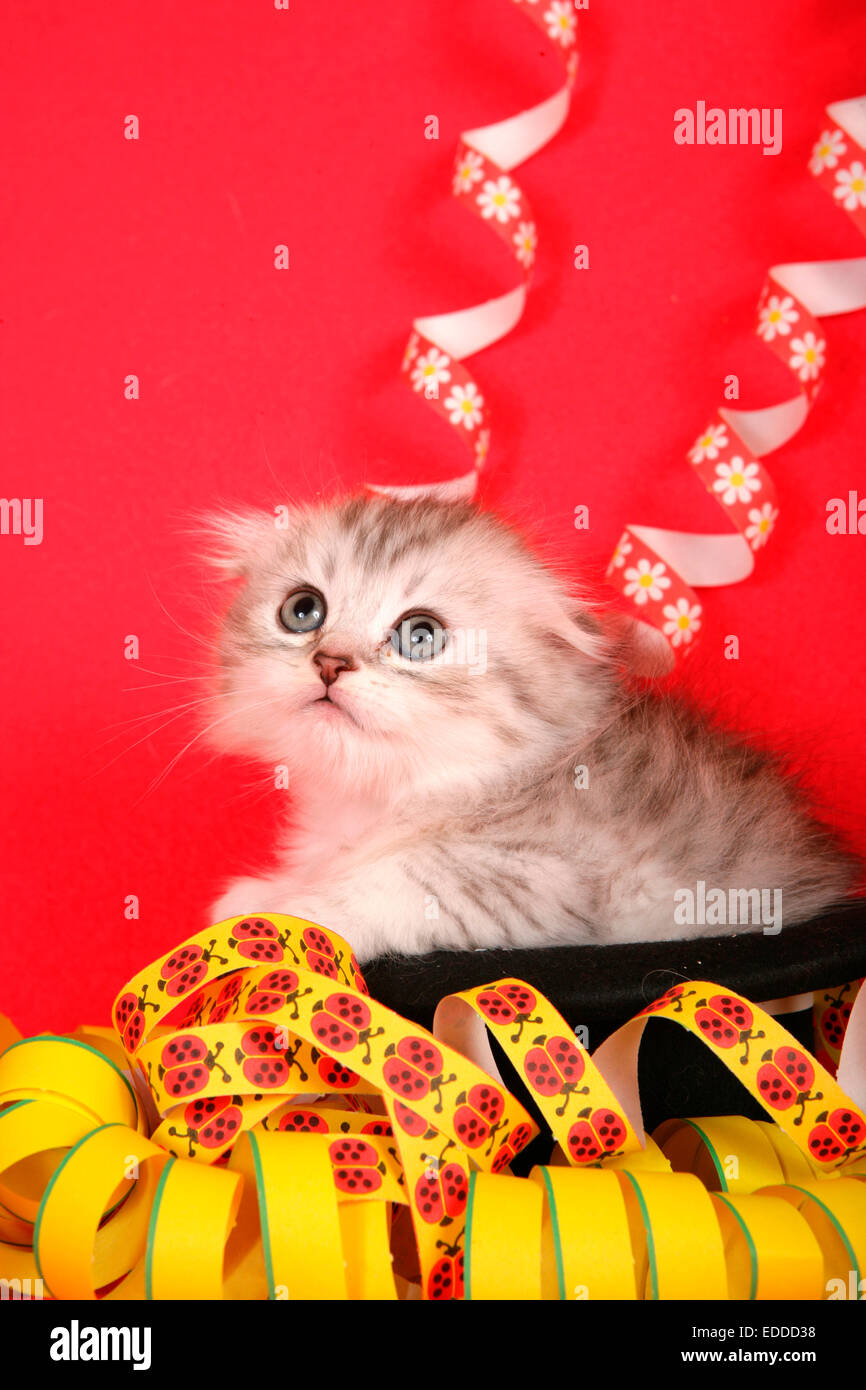 Scottish Fold Kitten black hat paper streamers Studio picture against ...