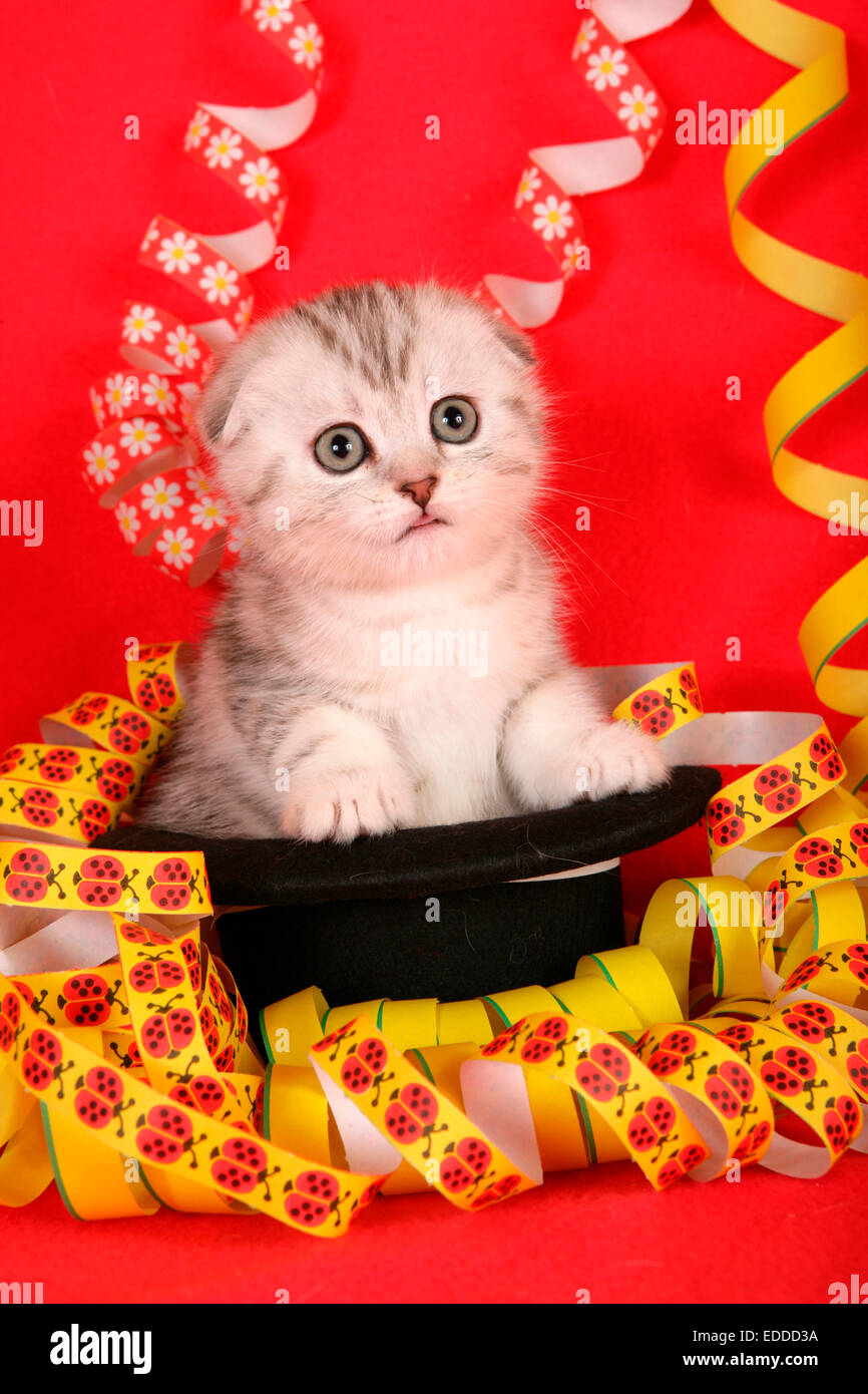 Scottish Fold Kitten black hat paper streamers Studio picture against ...