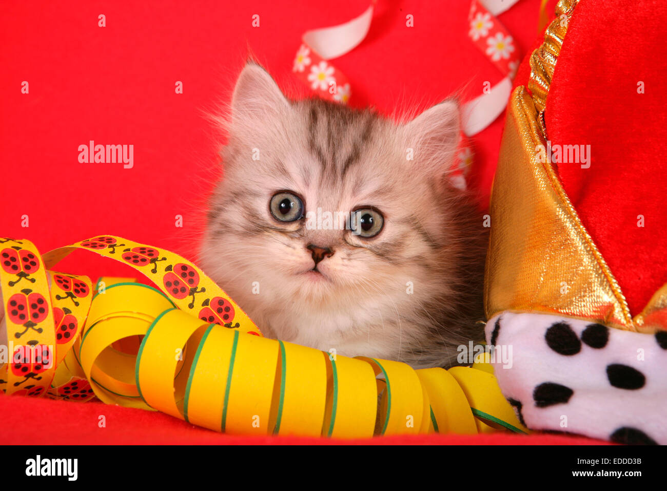 Scottish Fold Kitten Scottish Straight paper streamers Studio picture ...