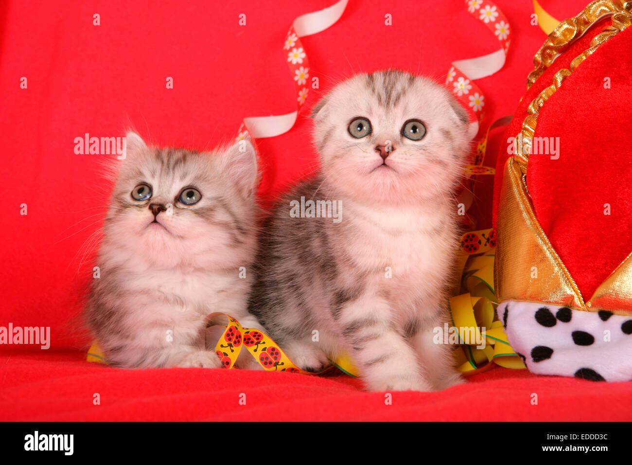 Scottish Fold Two kittens Scottish Straight Scottish Fold paper ...