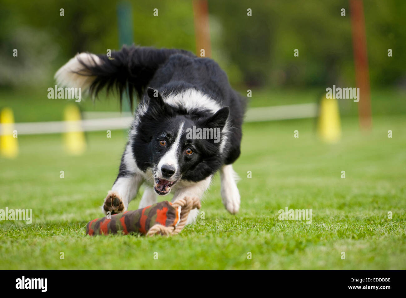 Border Collie fetching toy Germany Stock Photo - Alamy