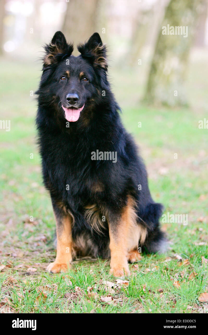 Can I Shave The Bohemian Shepherd