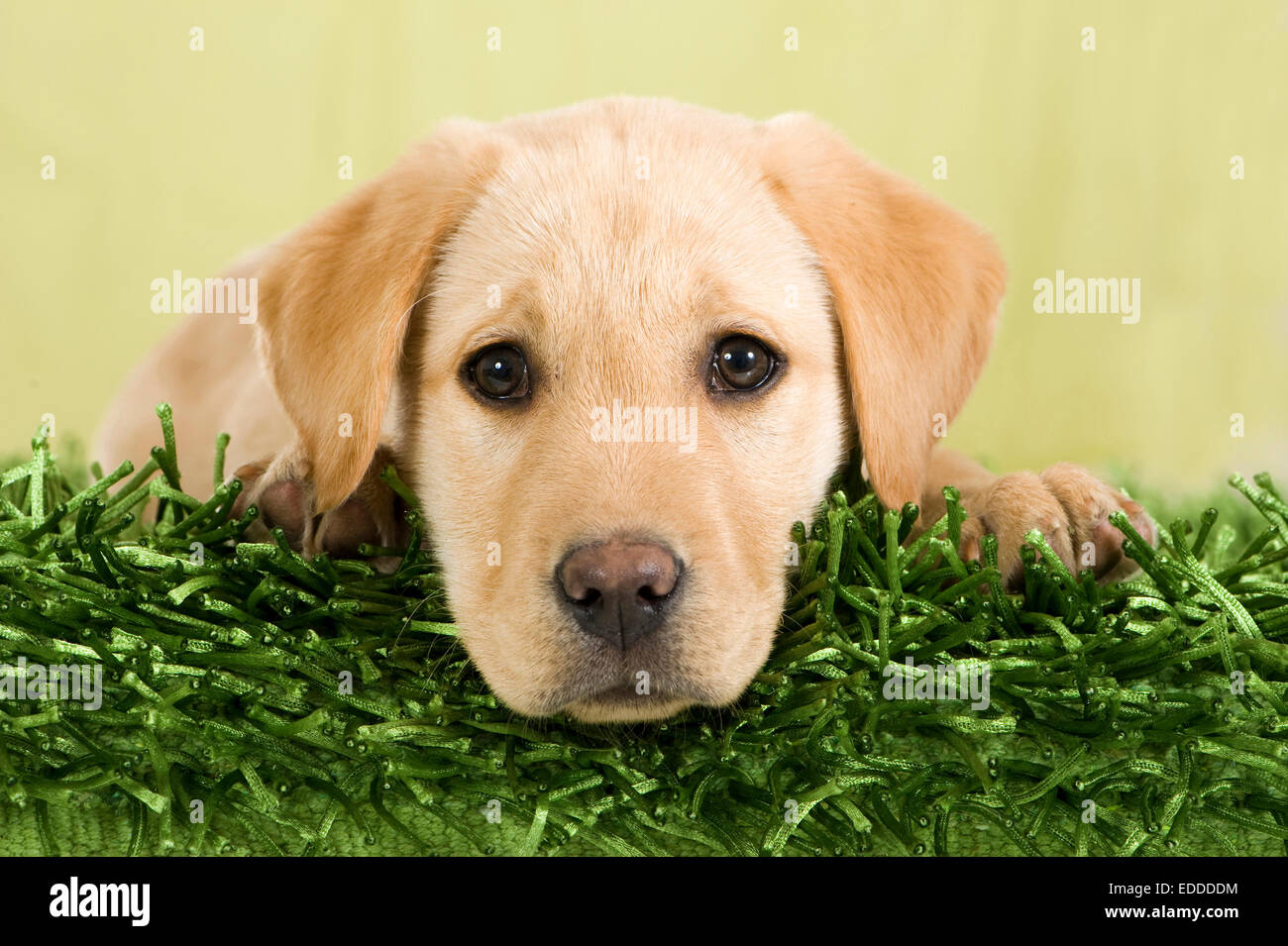 Labrador Retriever Puppy lying green rug Stock Photo - Alamy