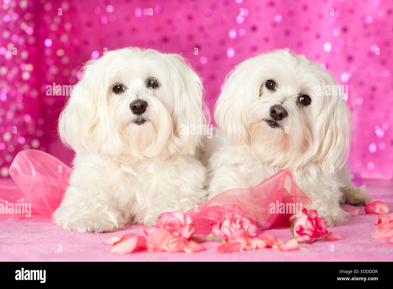 Maltese Two adult dogs rose flowers Studio picture Stock Photo - Alamy