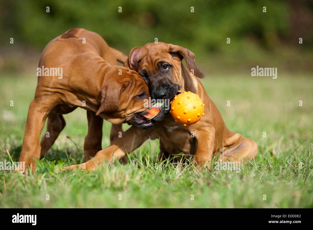 Rhodesian Ridgeback Pair puppies meadow playing ball Germany Stock ...