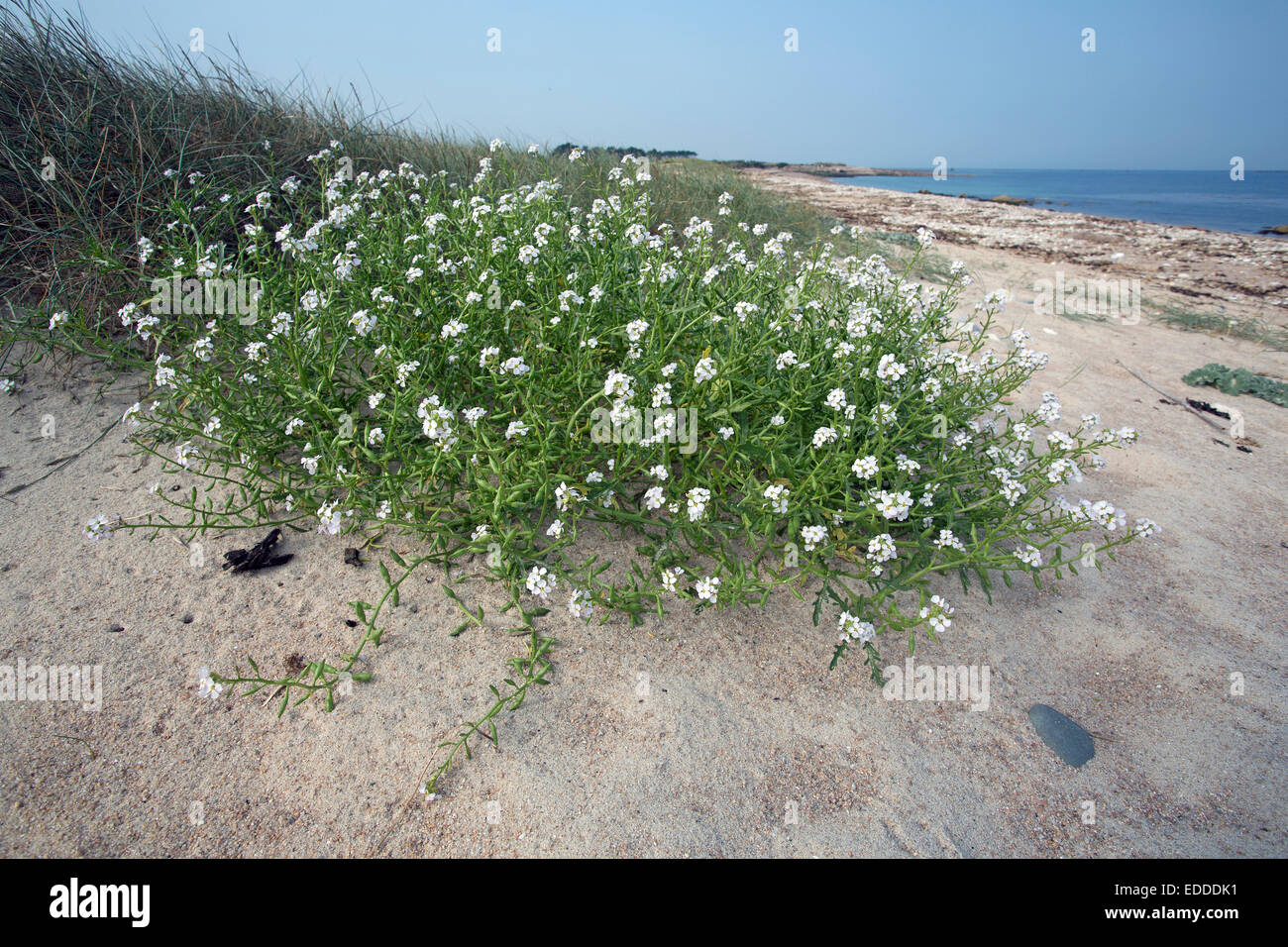 European Searocket Cakile maritima flowering beach Normandy France ...