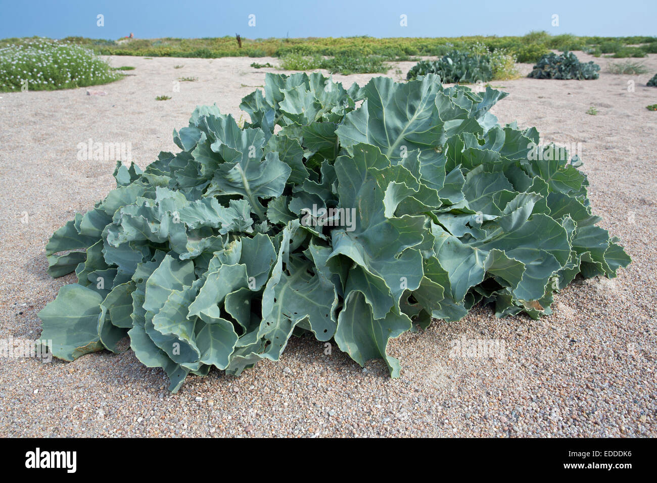Sea Kale Crambe maritima beach Normandy France Stock Photo - Alamy