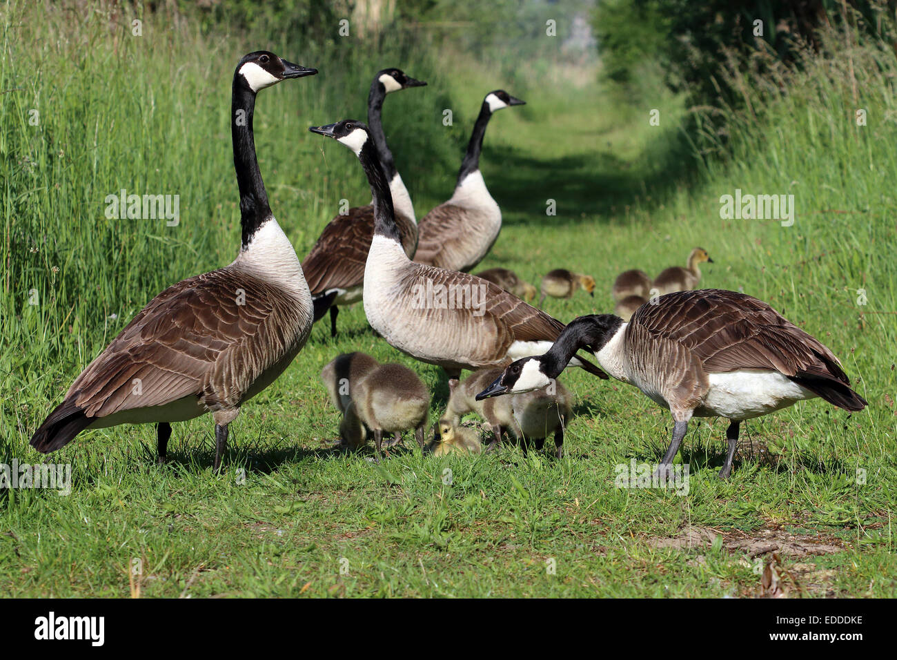 Canada Goose Branta canadensis Couples gosling walking grassy path ...