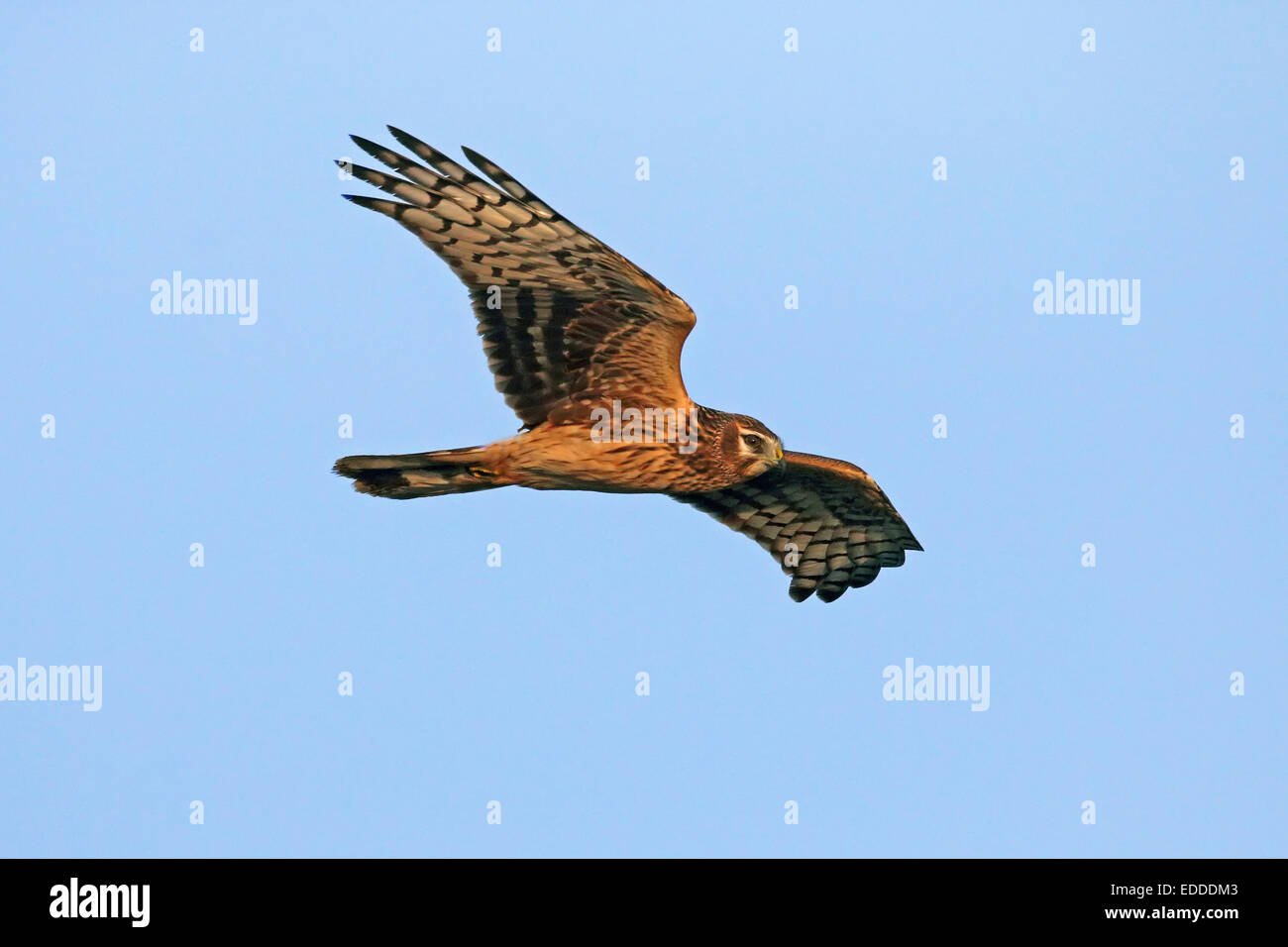 Montagu's Harrier Circus pygargus) adult female flight Germany Stock ...