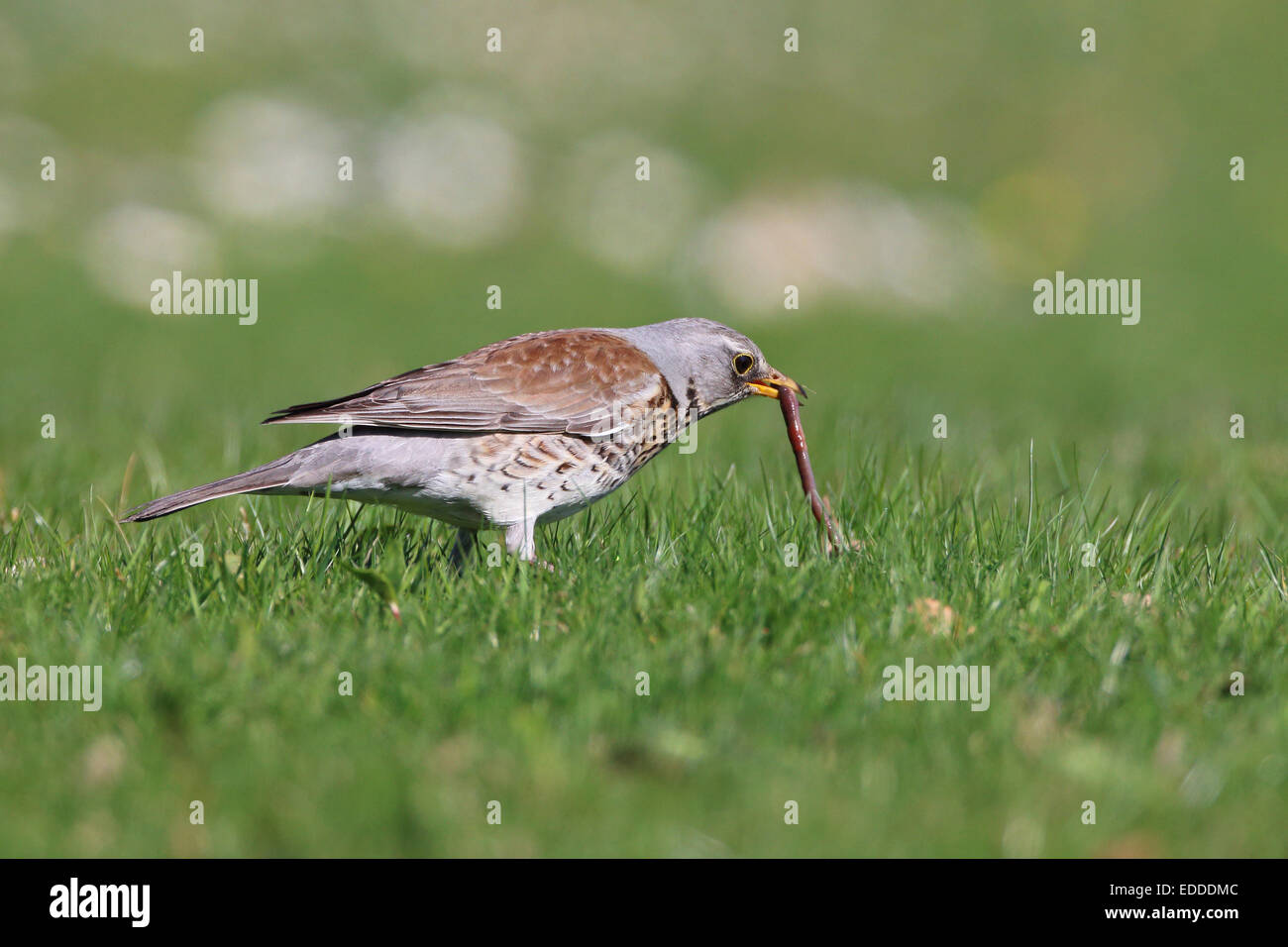 Bird pulling worm hi-res stock photography and images - Alamy