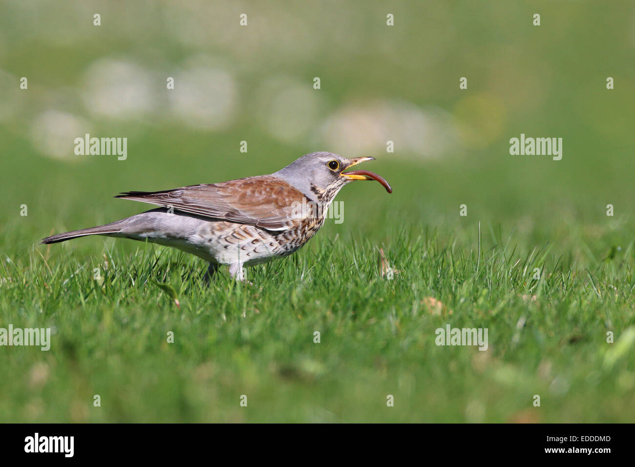 Eating earthworm hi-res stock photography and images - Alamy