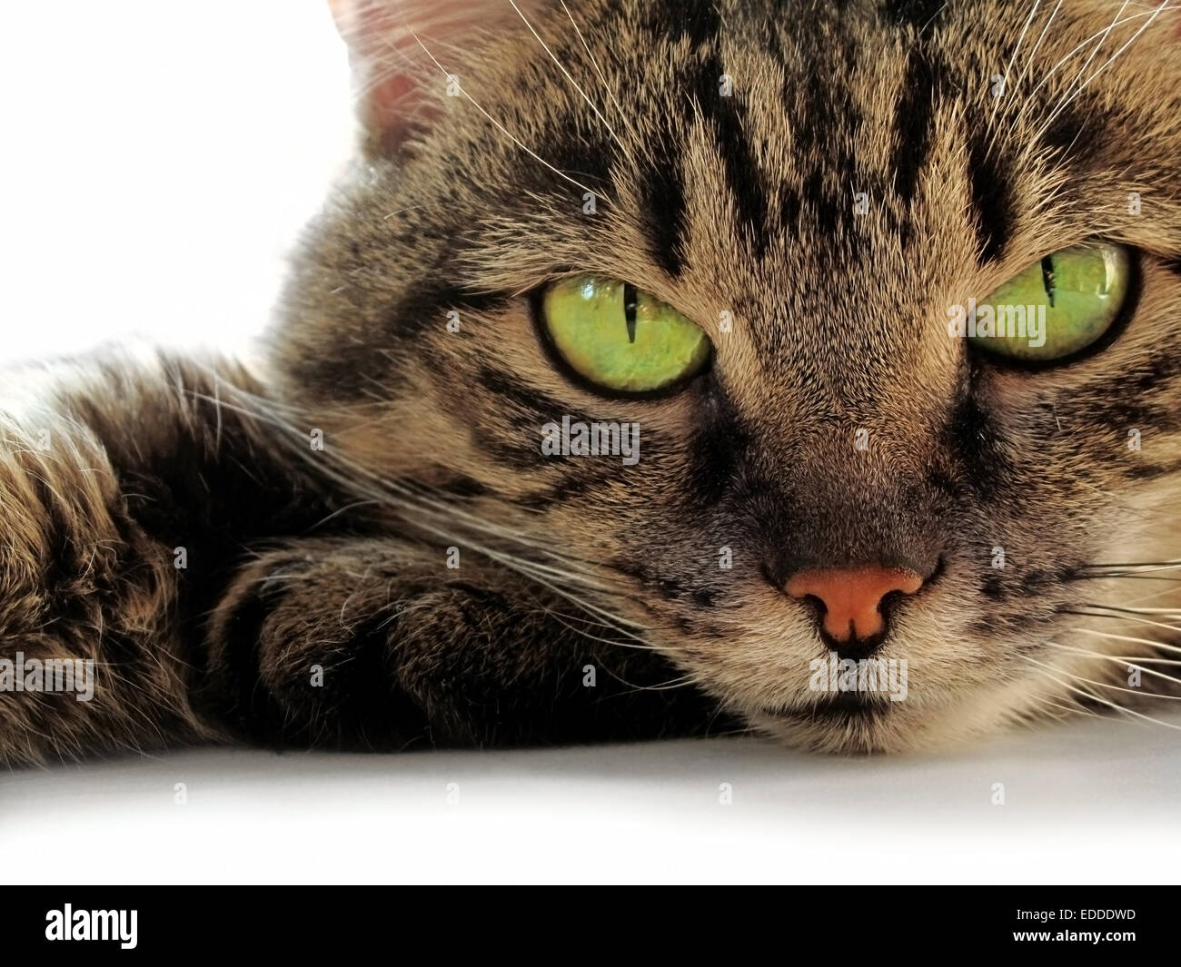 Portrait of green-eyed cat Stock Photo - Alamy
