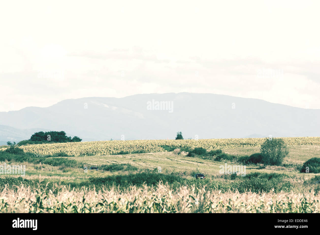 Retro Photo Of Corn Field Landscape With Mountains In Summer Stock ...