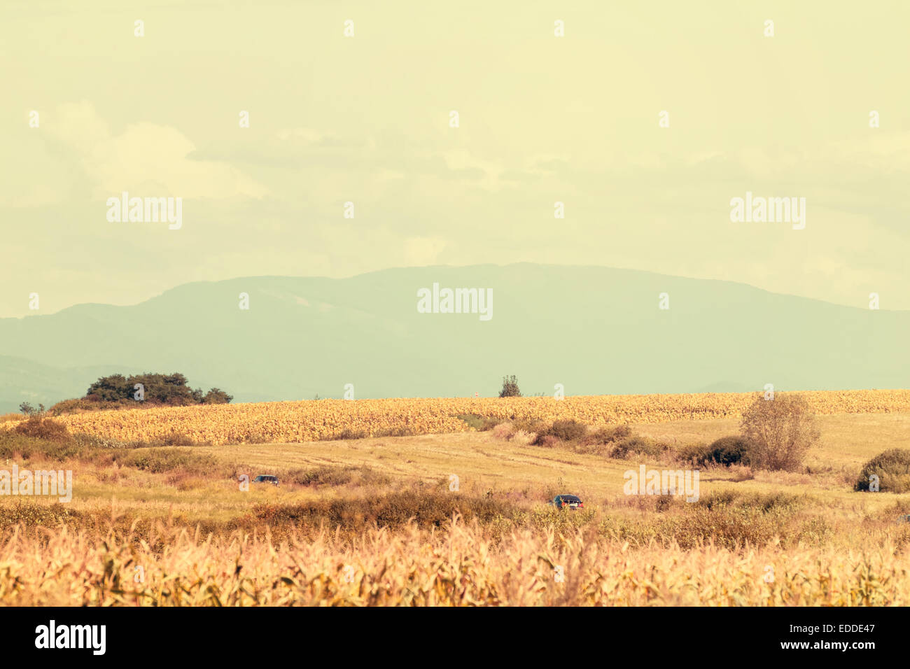 Corn field landscape hi-res stock photography and images - Alamy