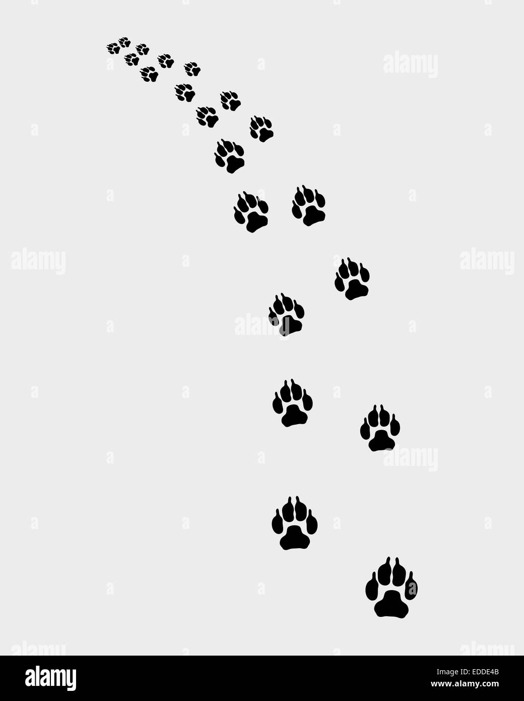 Dog texture Black and White Stock Photos & Images - Alamy