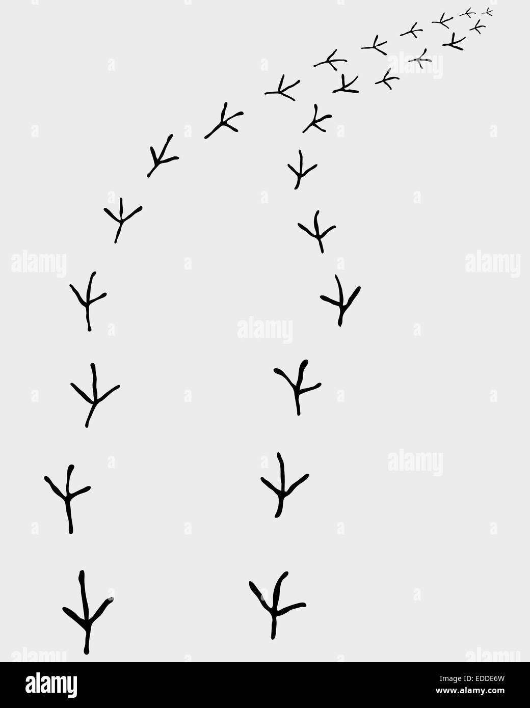 Cartoon birds Black and White Stock Photos & Images - Alamy