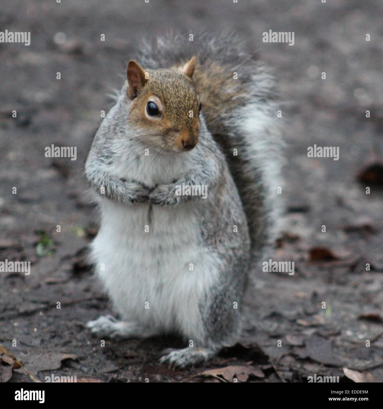 Belfairs hi-res stock photography and images - Alamy