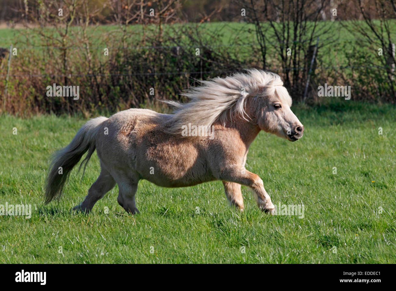 Mini Horses Running