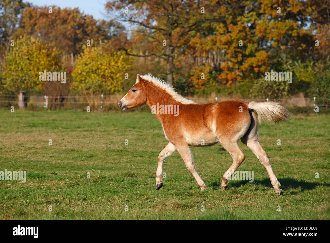 Filly, Haflinger horse Stock Photo - Alamy