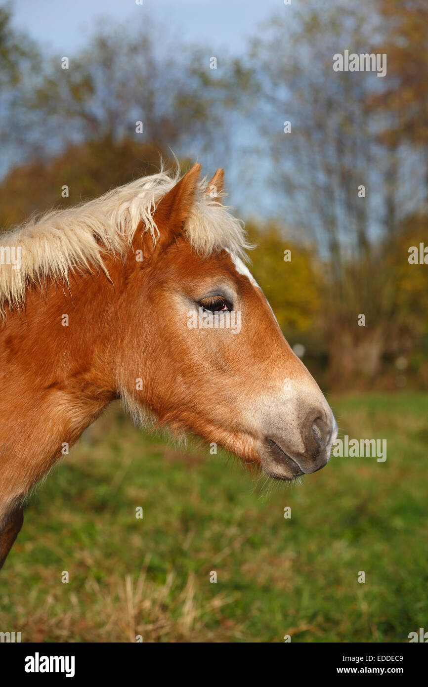Filly, Haflinger horse Stock Photo - Alamy