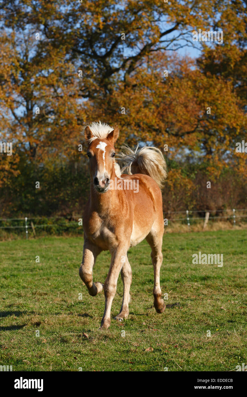 Haflinger horse, filly running Stock Photo - Alamy