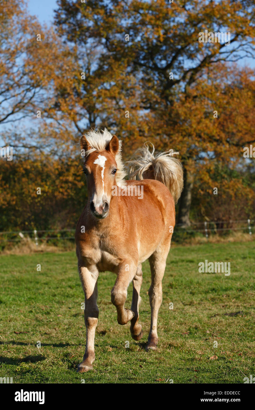 Haflinger horse, filly running Stock Photo - Alamy